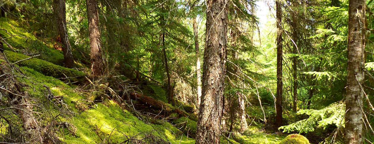 What you NEED to know about the state of the World’s Forests ...