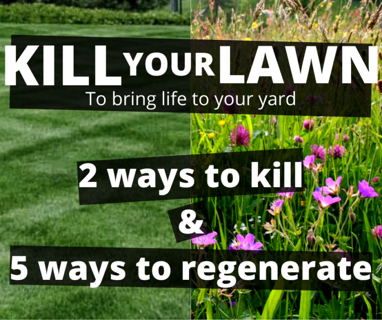 Kill your lawn, to bring life to your yard – Regenerative Skills